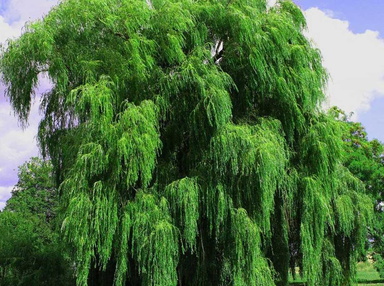 Salice | Salix alba - amaperbene.it