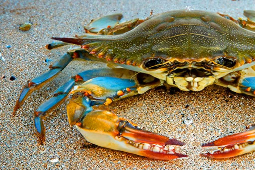 Granchio blu reale | Callinectes sapidus - amaperbene.it
