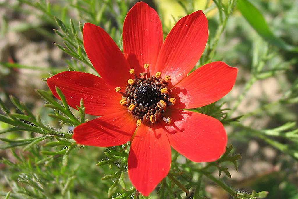 Adonis annua - amaperbene.it