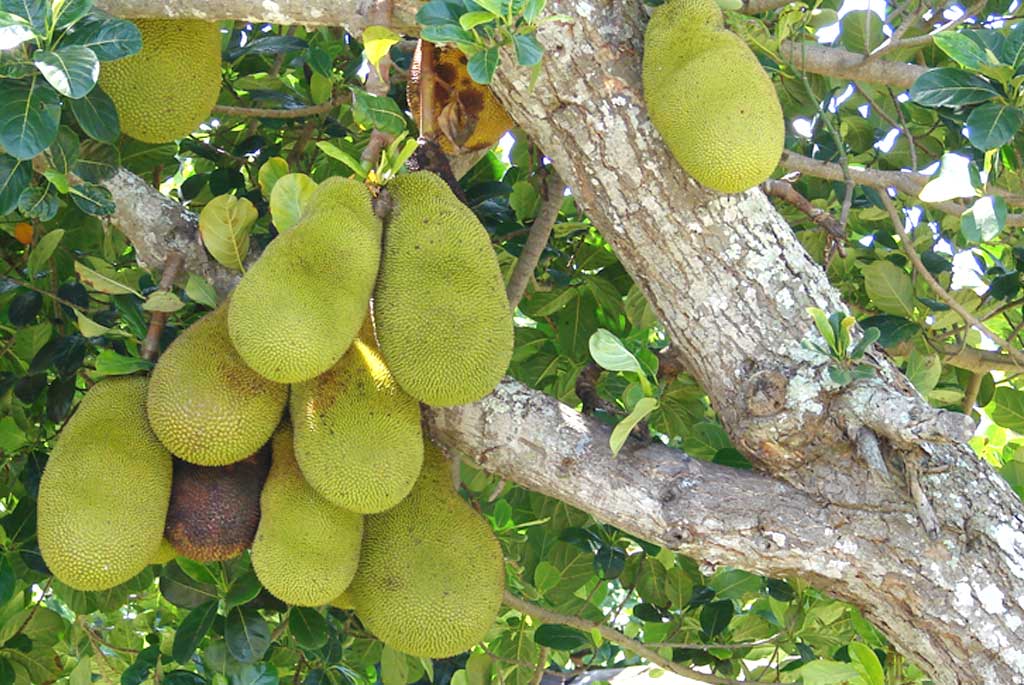 Giaco - Artocarpus heterophyllus - amaperbene.it