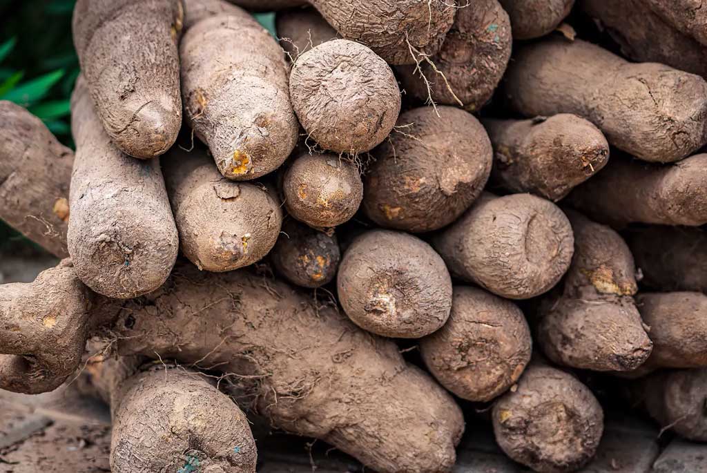 Yam o Igname - Discorea rotundata - amaperbene.it