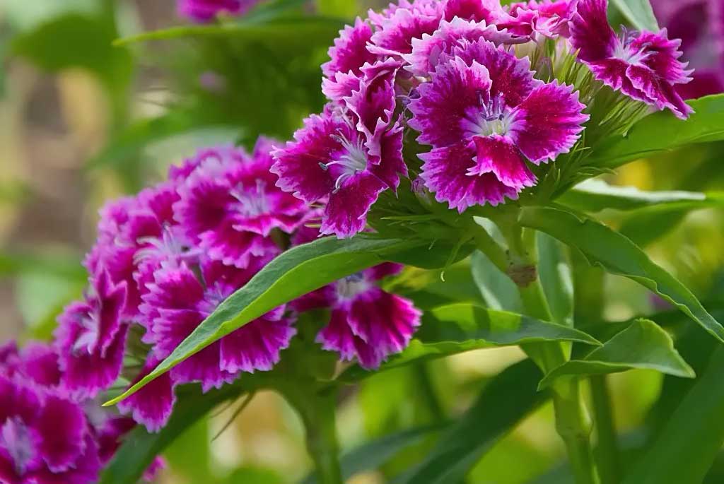Dianthus o Garofanino - amaperbene.it