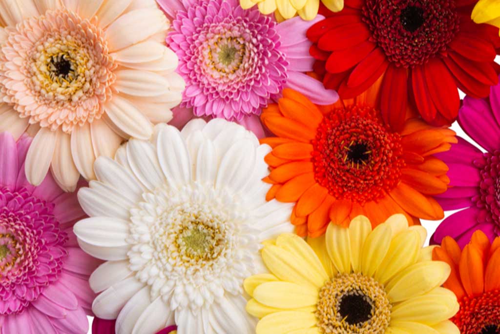 Germini - amaperbene.it