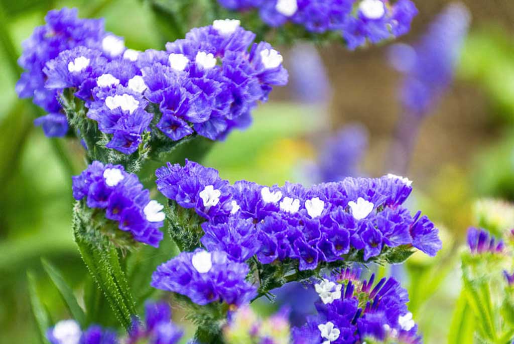 Statice sinuata - Limonium sinuatum - amaperbene.it