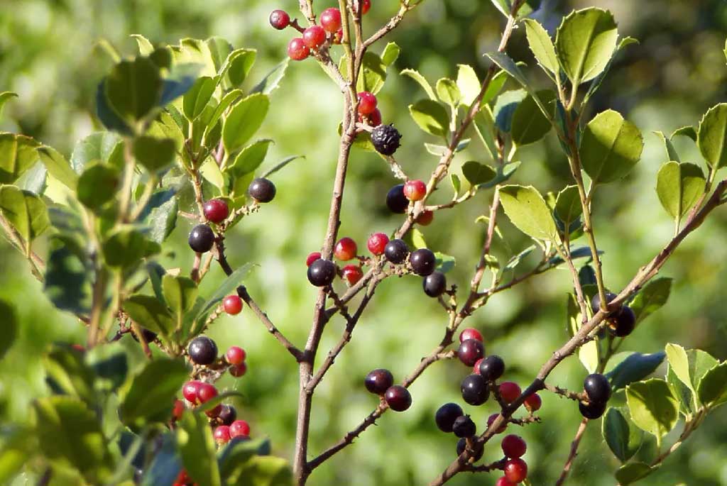 Alaterno - Rhamnus alaternus - amaperbene.it