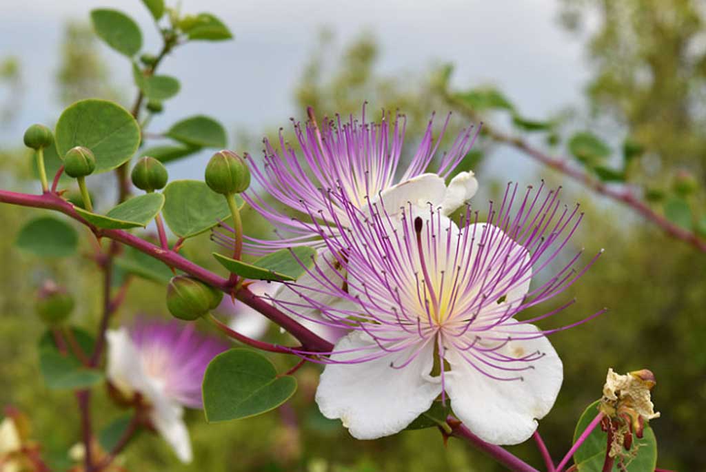 Cappero (Capparis spinosa L., 1753) - amaperbene.it