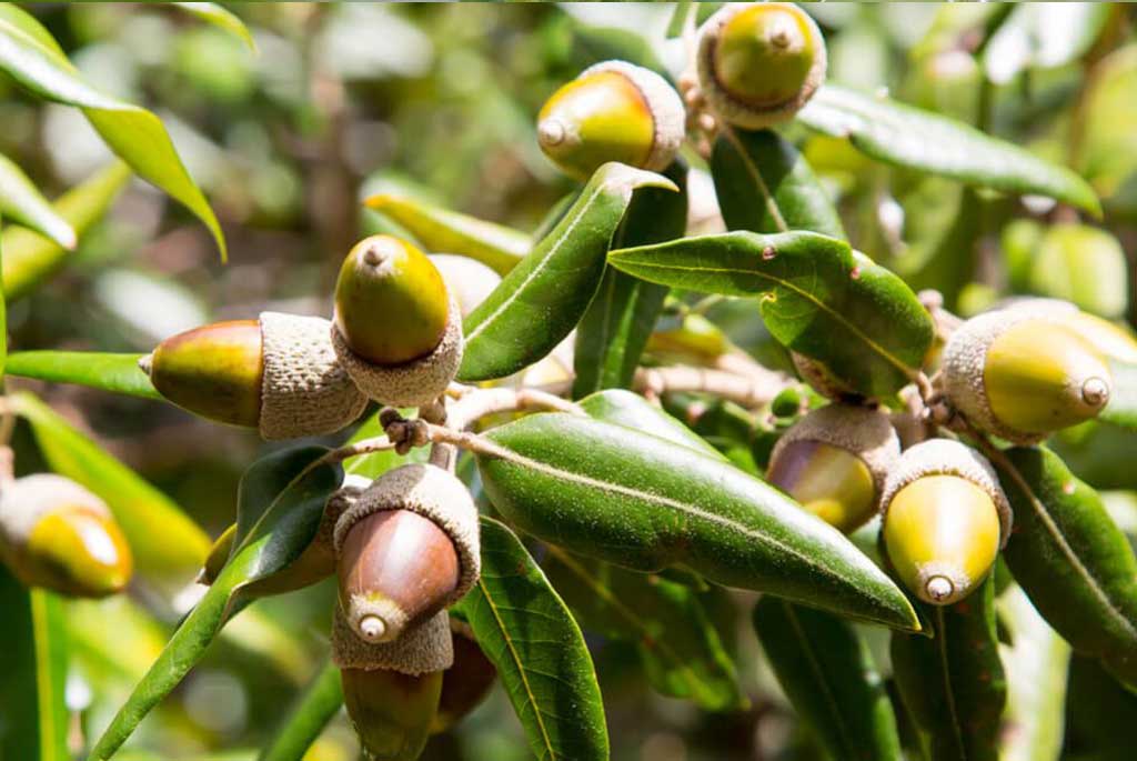 Leccio - Quercus ilex - amaperbene.it
