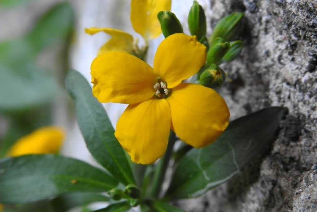 Violacciocca gialla - Erysimum cheiri - amaperbene.it
