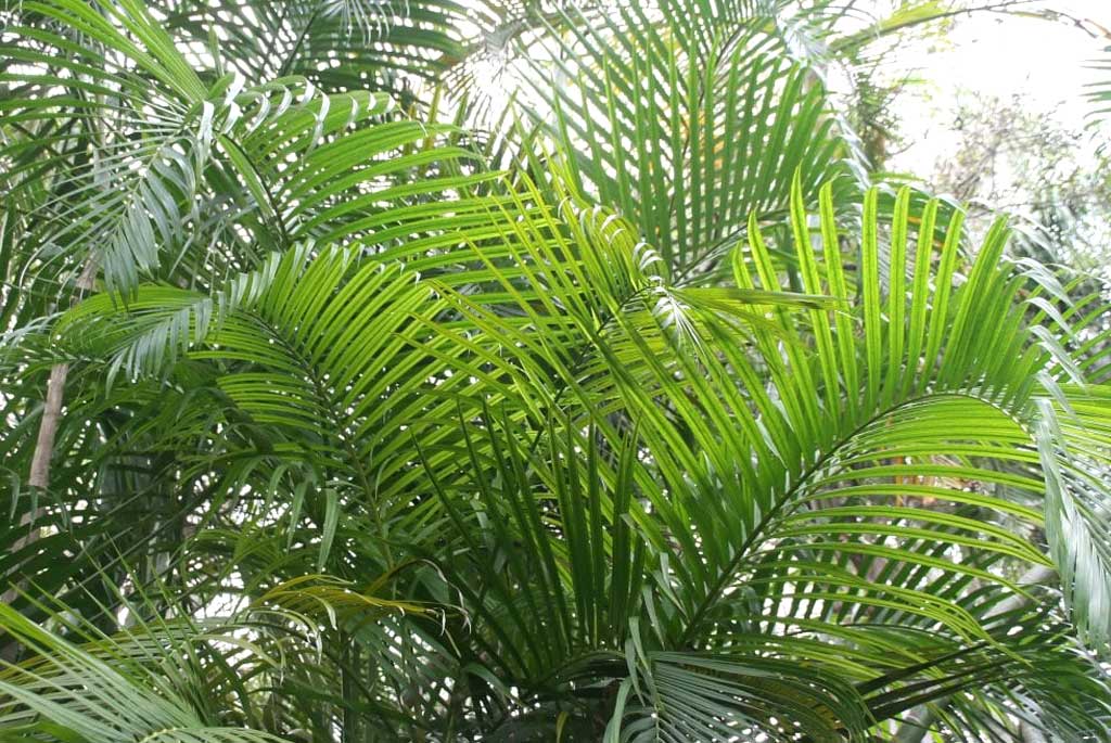 Palma Areca (Dypsis lutescens) - amaperbene.it