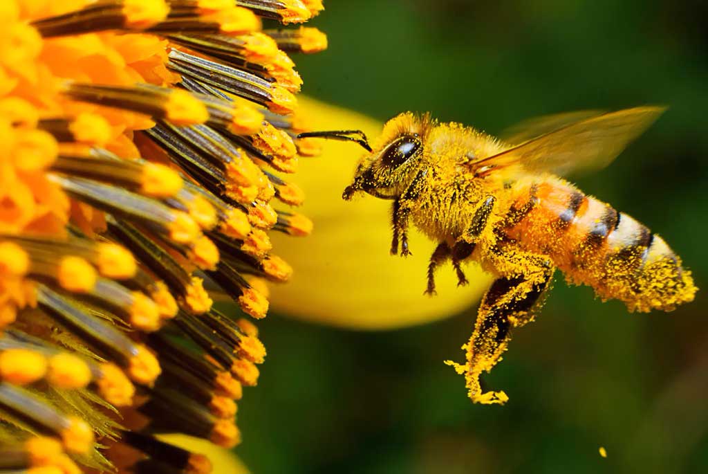 Valore e ruolo delle Api per l’uomo e l’ambiente - amaperbene.it