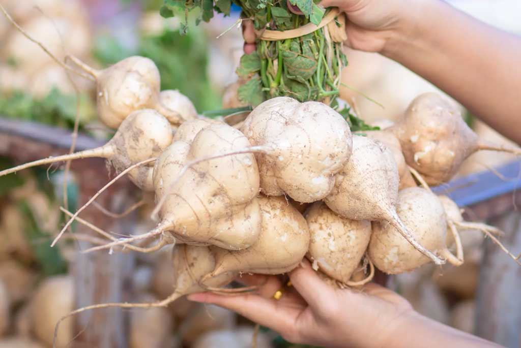 Jicama - Pachyrhizus erosus - amaperbene.it