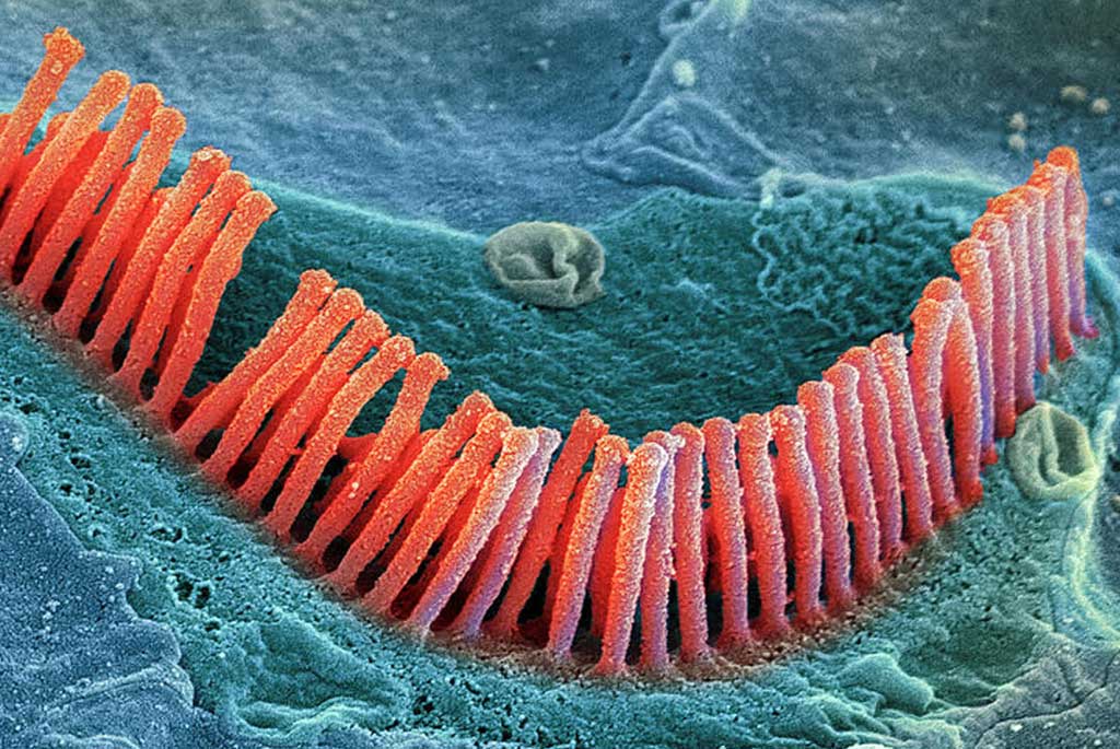 Gli scienziati scoprono come le cellule ciliate migliorano la pelle